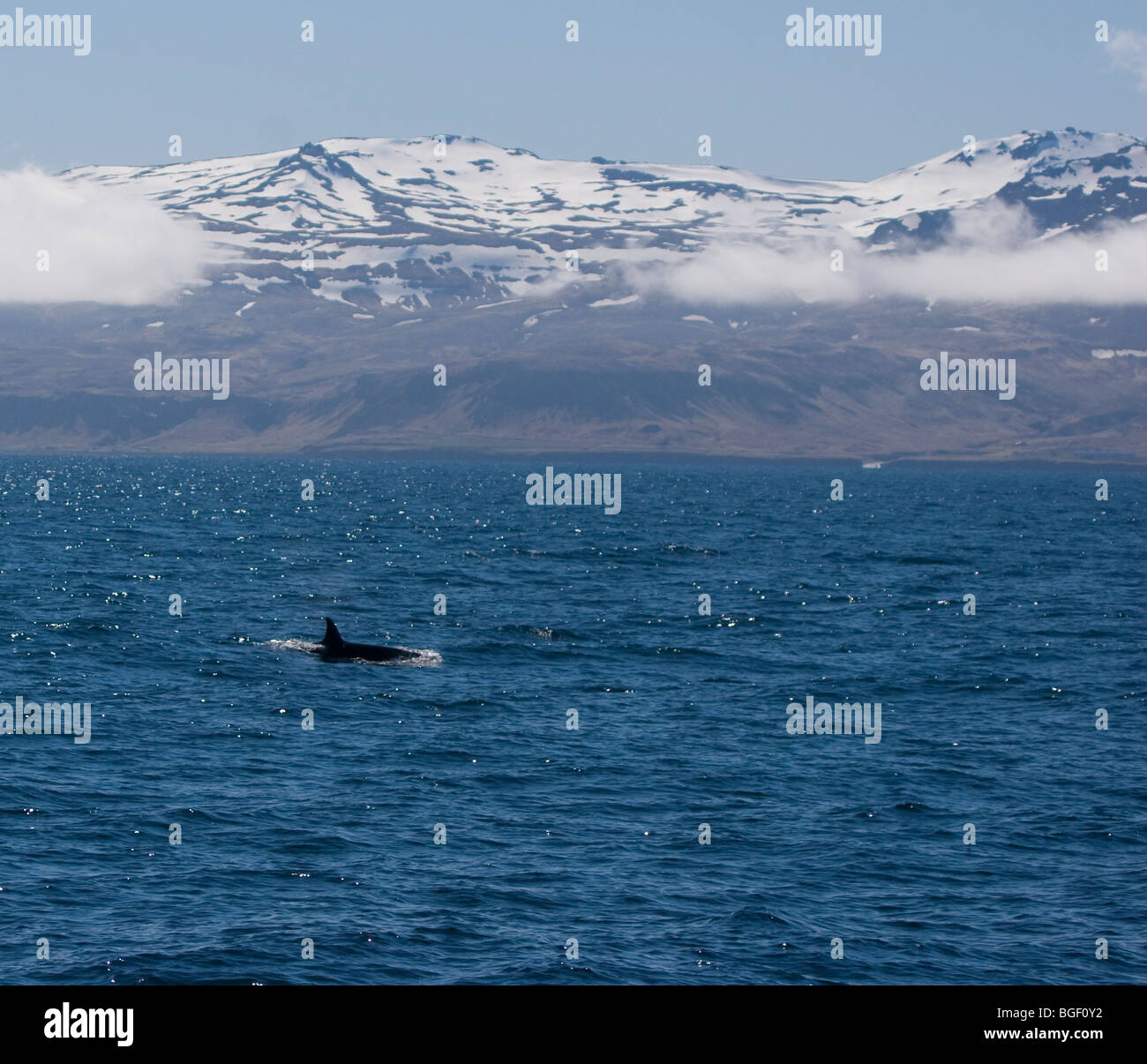 Killer whale orcinus orca ice hi-res stock photography and images - Alamy