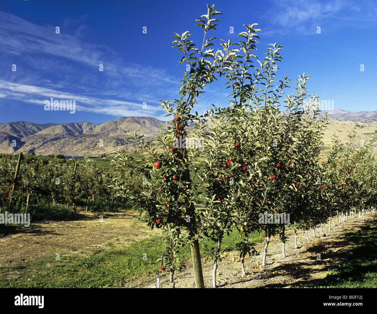 Orchard washington hi-res stock photography and images - Alamy