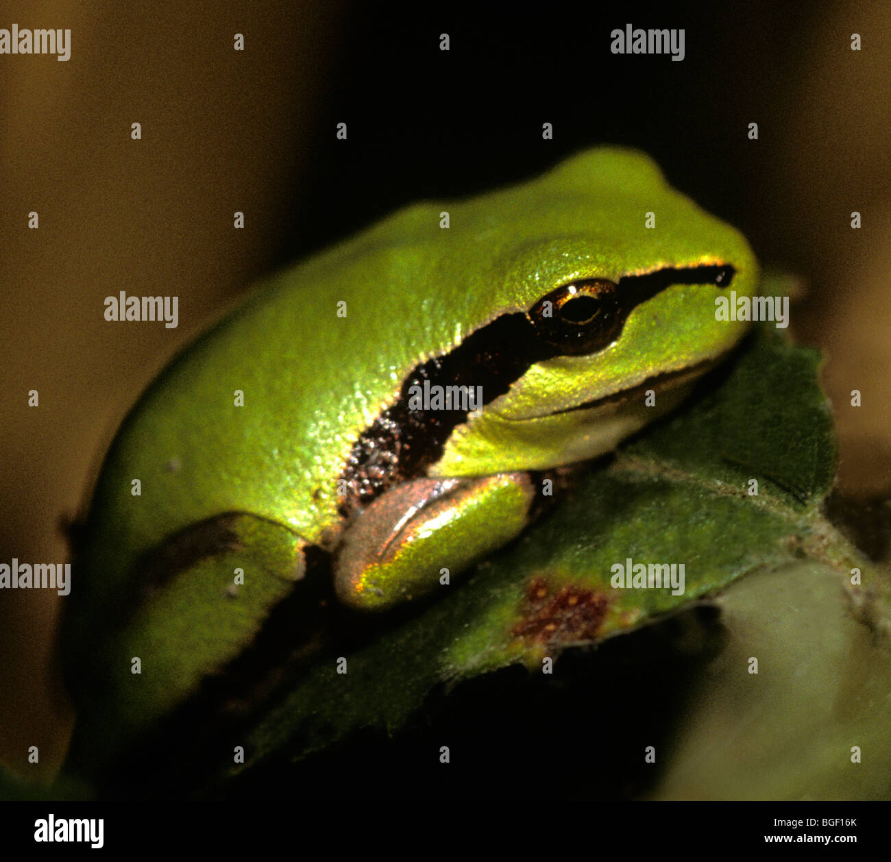 Stripeless tree frog, Hyla meridionalis, resting on bramble, Camargue ...