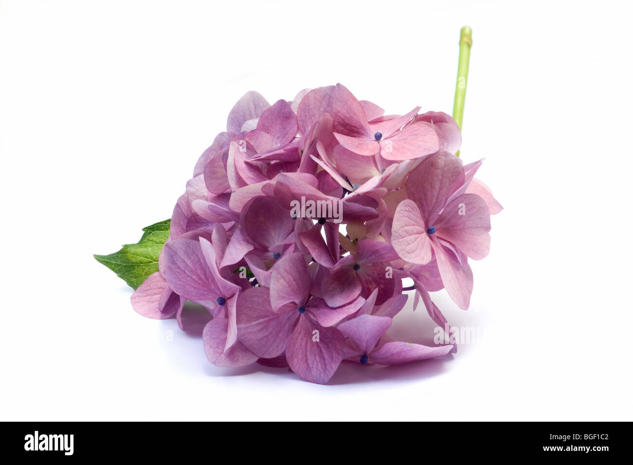 Close up photography pink Cut Out Stock Images & Pictures - Alamy