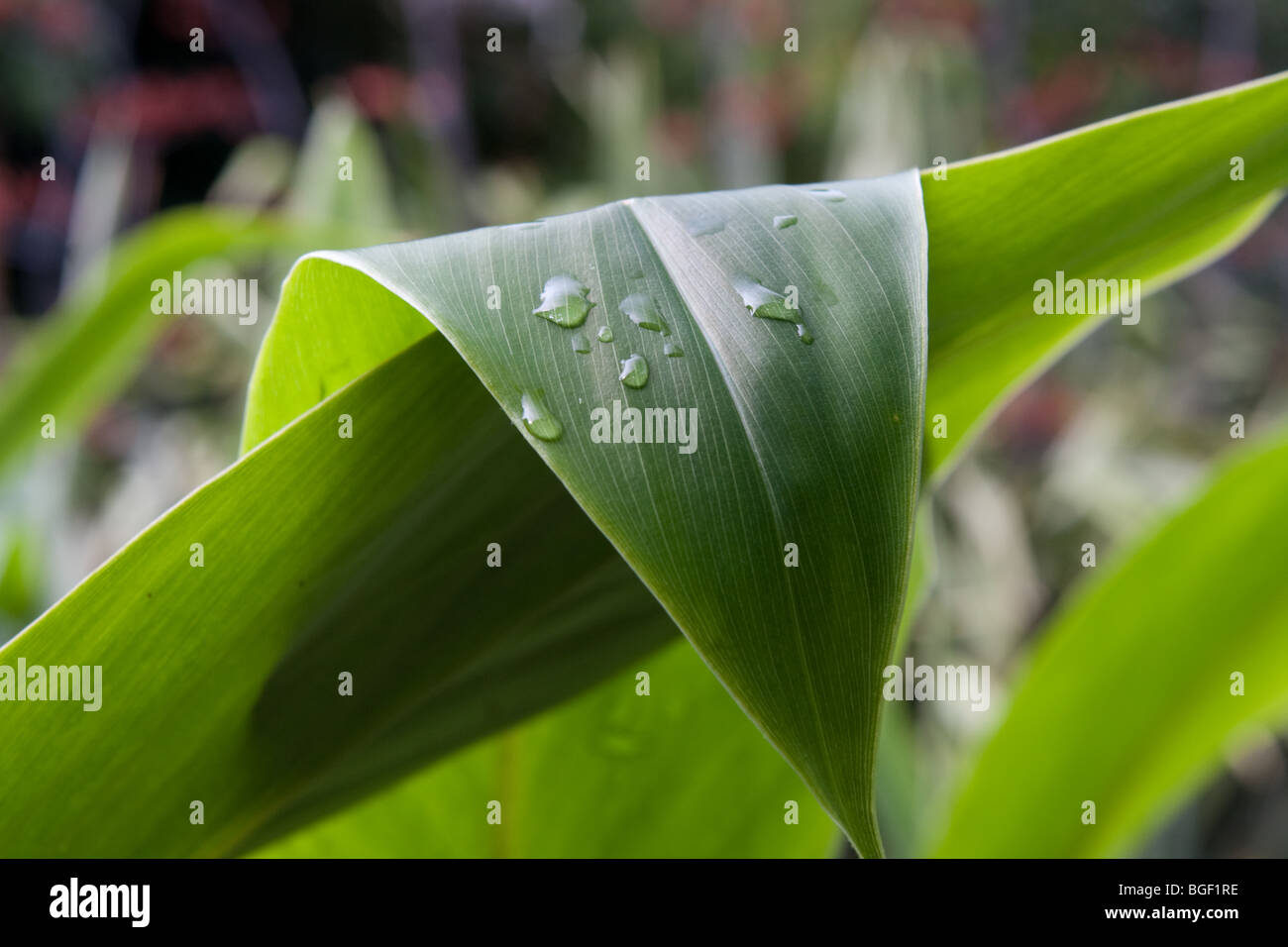 Ginger leaves / foliage Stock Photo - Alamy