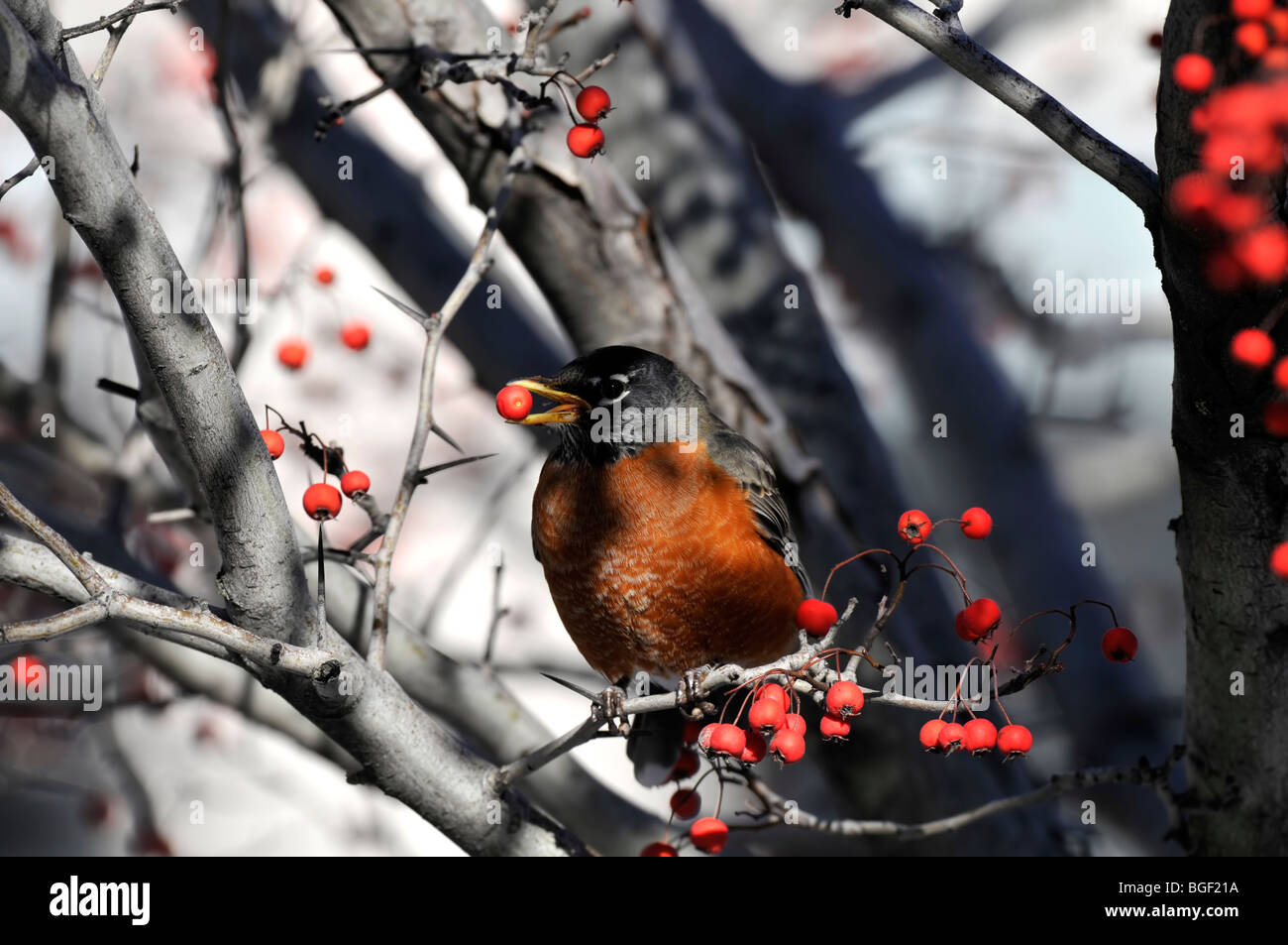 American robin bird group hi-res stock photography and images - Alamy