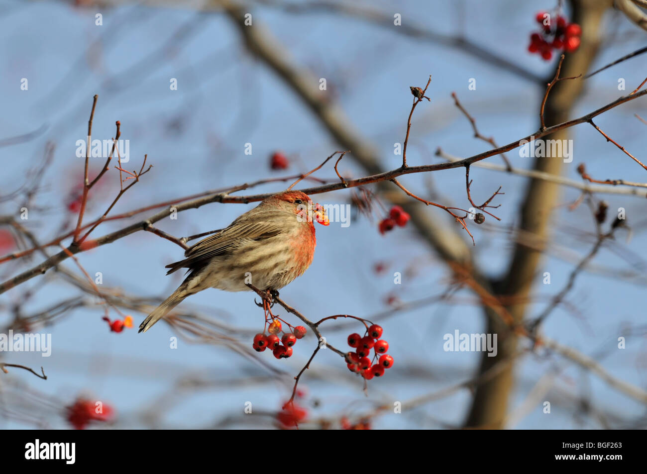 Carpodacus mexicanus new york hi-res stock photography and images - Alamy