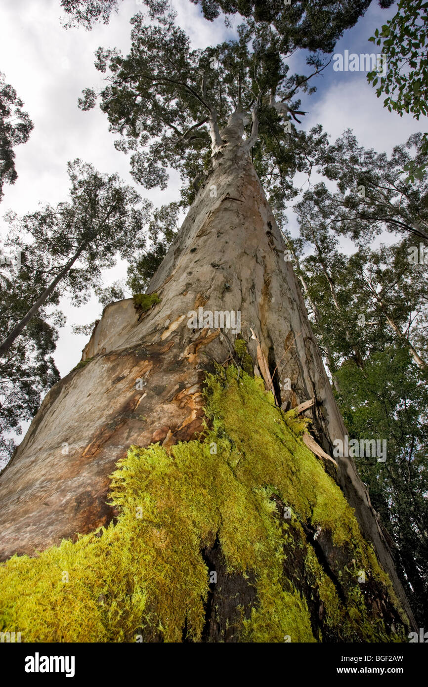 Eucalyptus tree eucalypti australia hi-res stock photography and images - Alamy