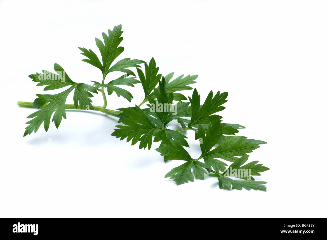 Parsley cuttings hi-res stock photography and images - Alamy