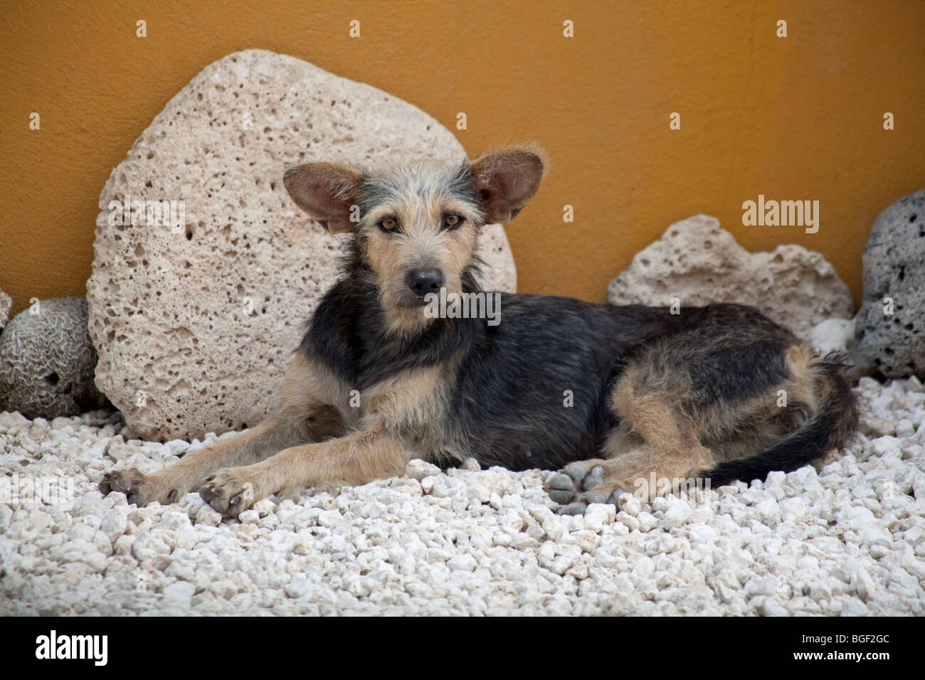 Benji dog hi-res stock photography and images - Alamy