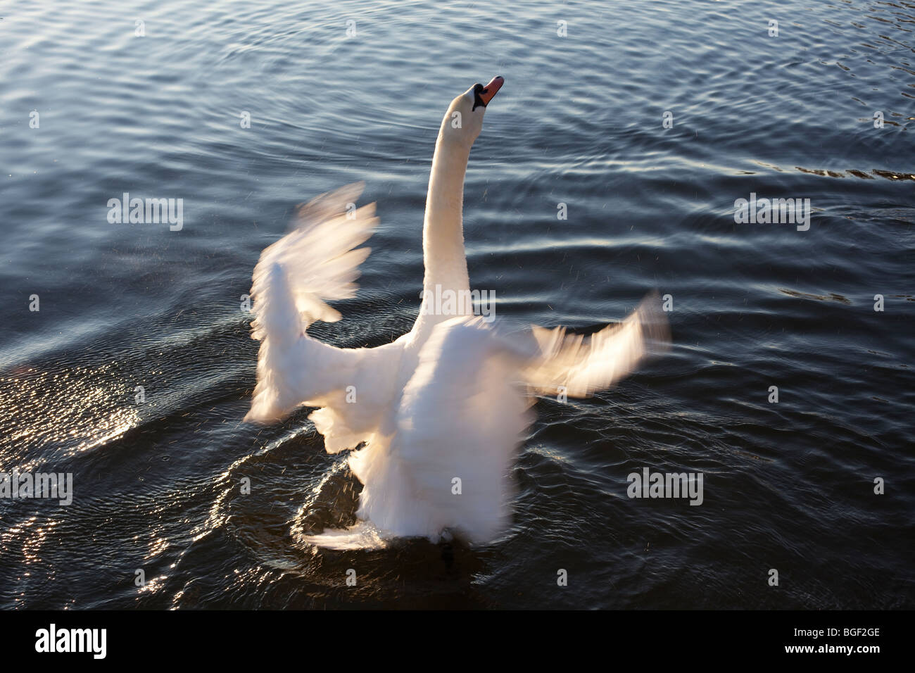 Swan drying it's wings Stock Photo - Alamy