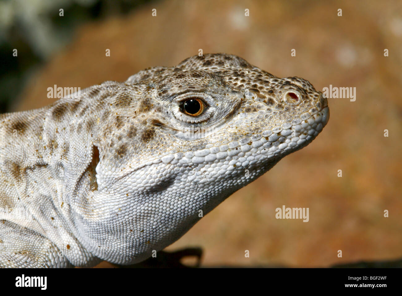 Leopard Lizard High Resolution Stock Photography and Images - Alamy