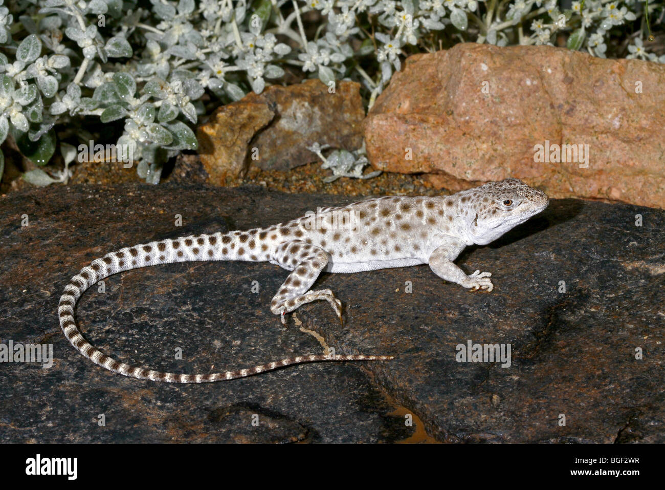 Long-nosed Leopard Lizard Stock Photo - Alamy