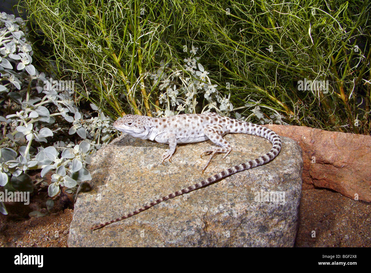 Long-nosed Leopard Lizard Stock Photo - Alamy