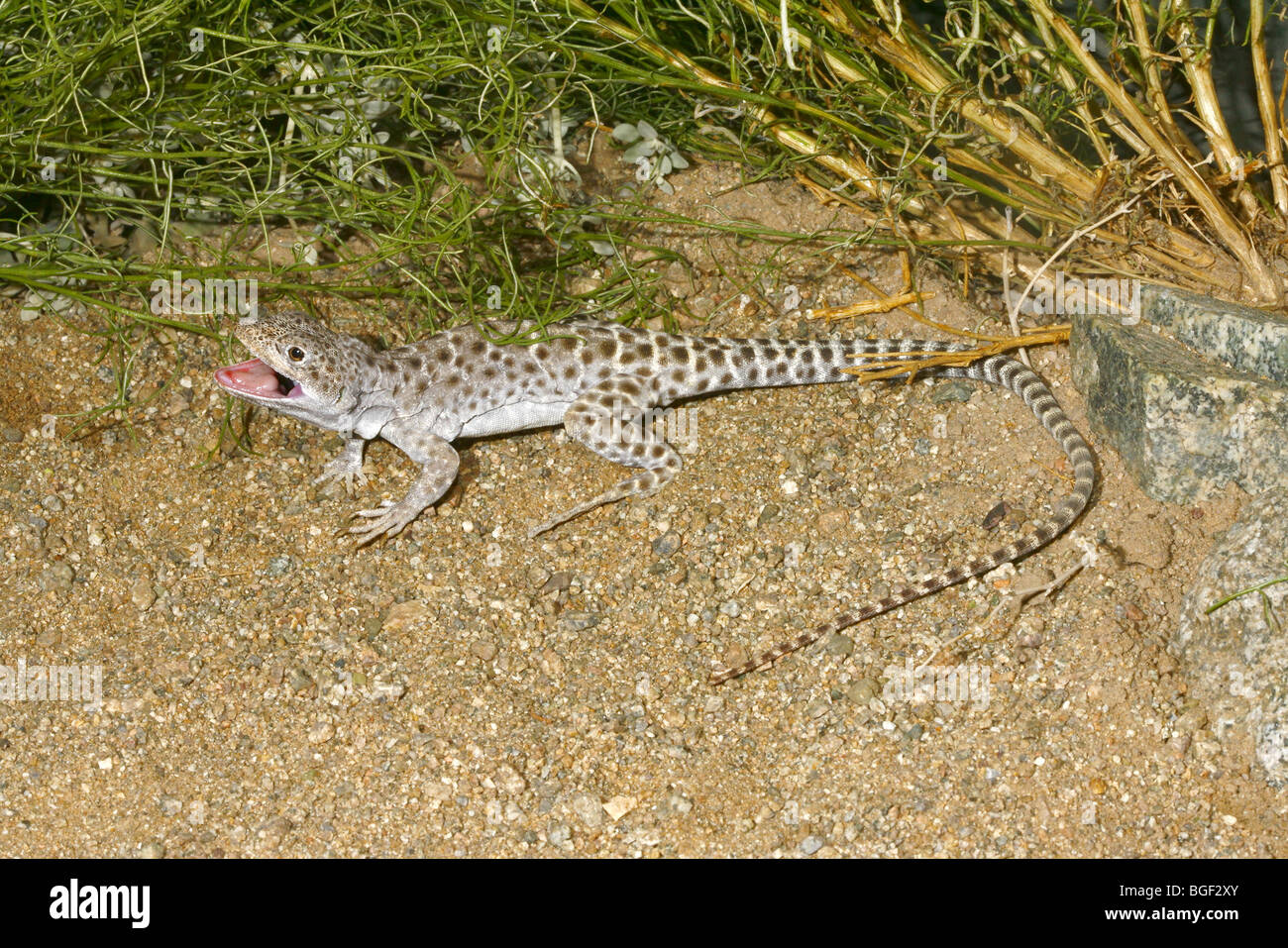 Long-nosed Leopard Lizard Stock Photo - Alamy