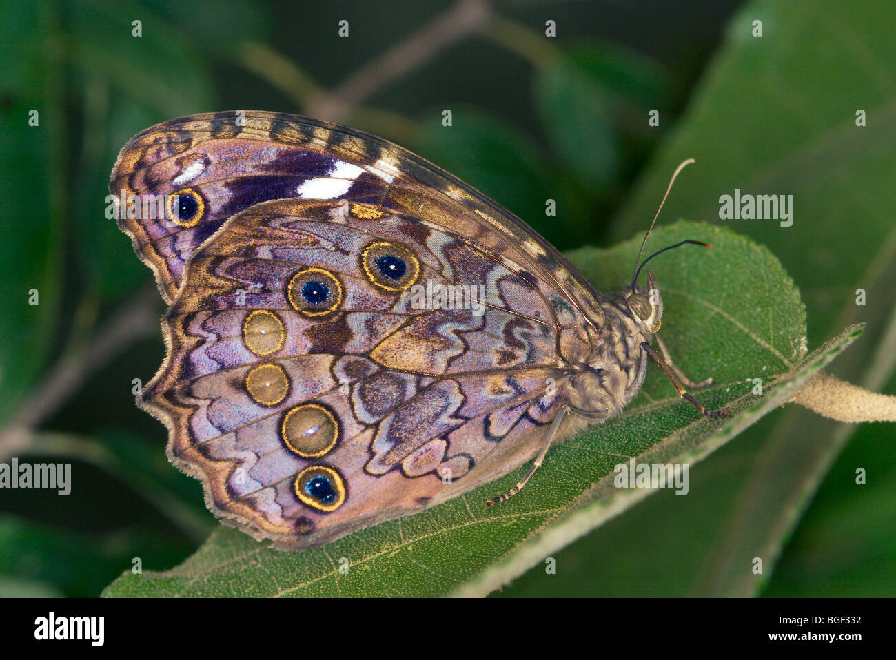 White-spotted Satyr butterfly Stock Photo - Alamy