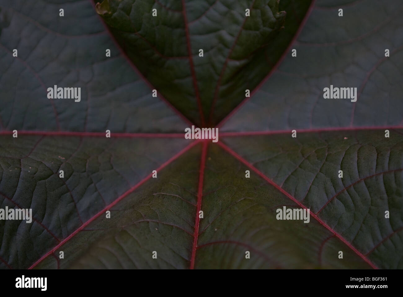 Differentexotic hi-res stock photography and images - Alamy