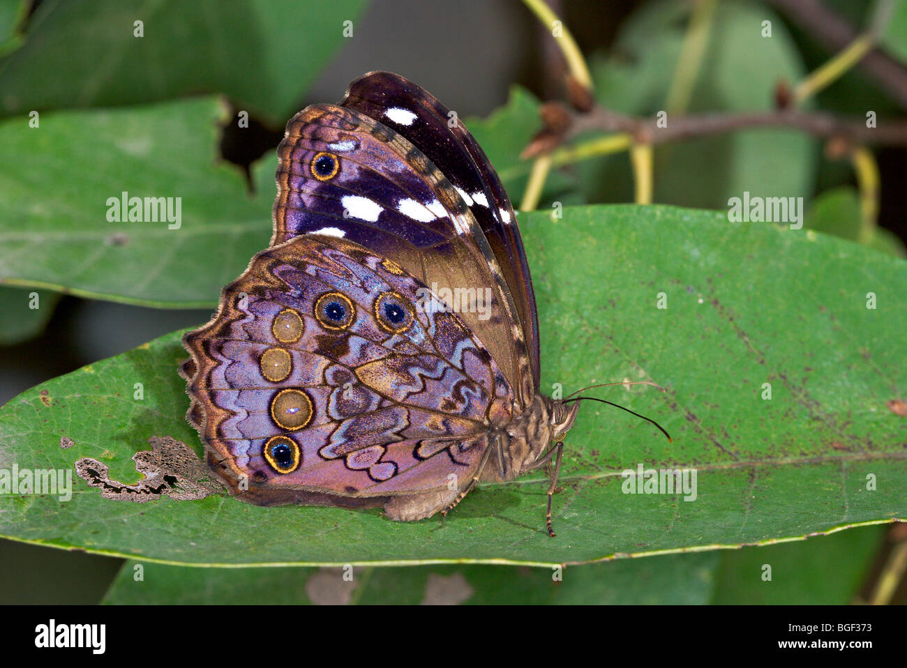 White-spotted Satyr butterfly Stock Photo - Alamy