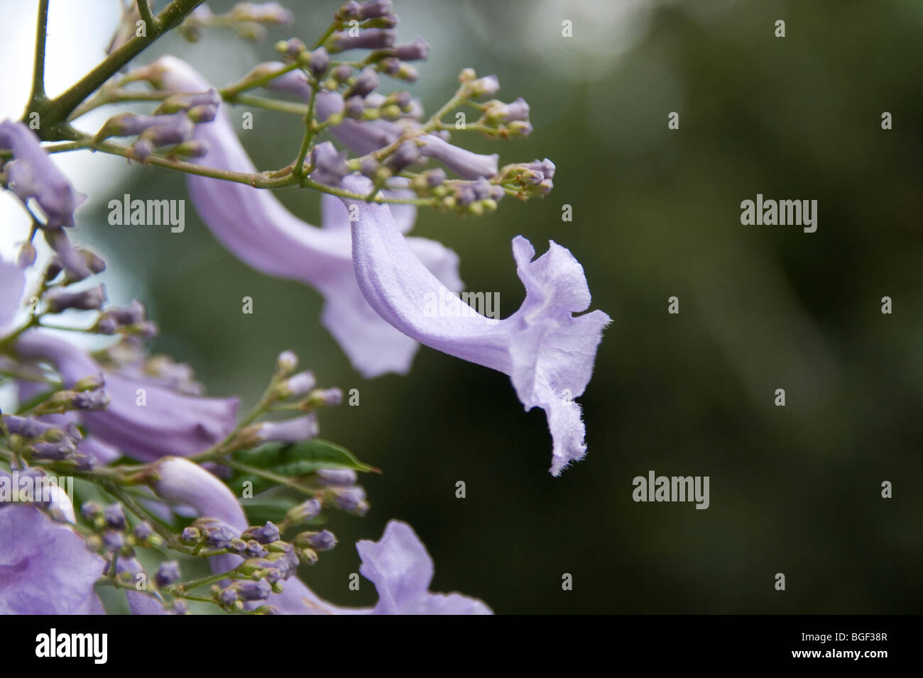 Jacaranda purple flower bell shape hi-res stock photography and images ...