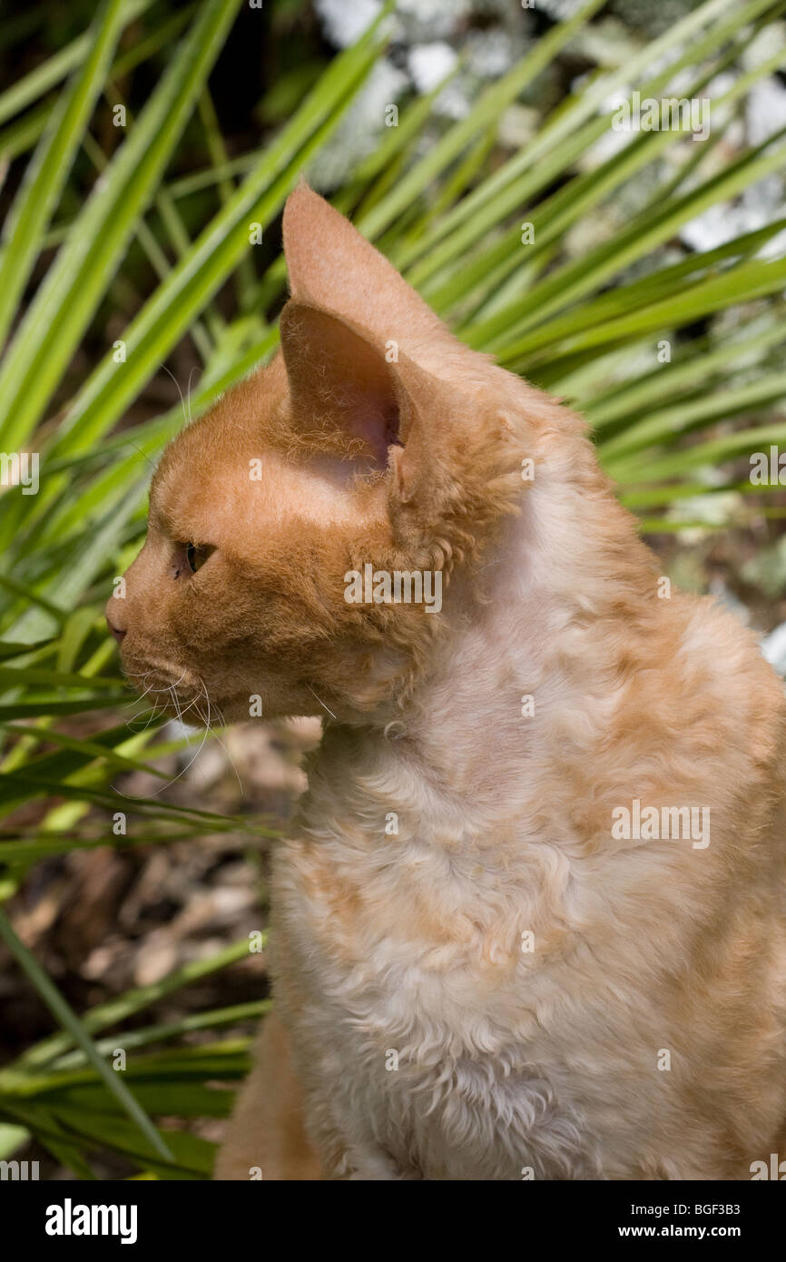 Ginger Devon Rex Stock Photo - Alamy