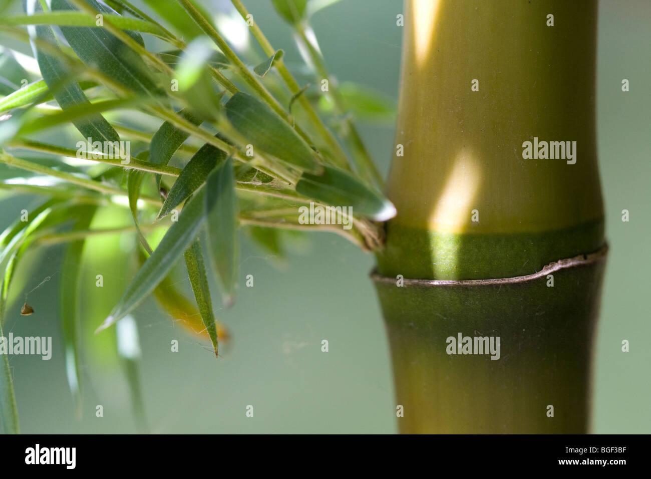 Chusquea bamboo chusquea gigantea hi-res stock photography and images ...