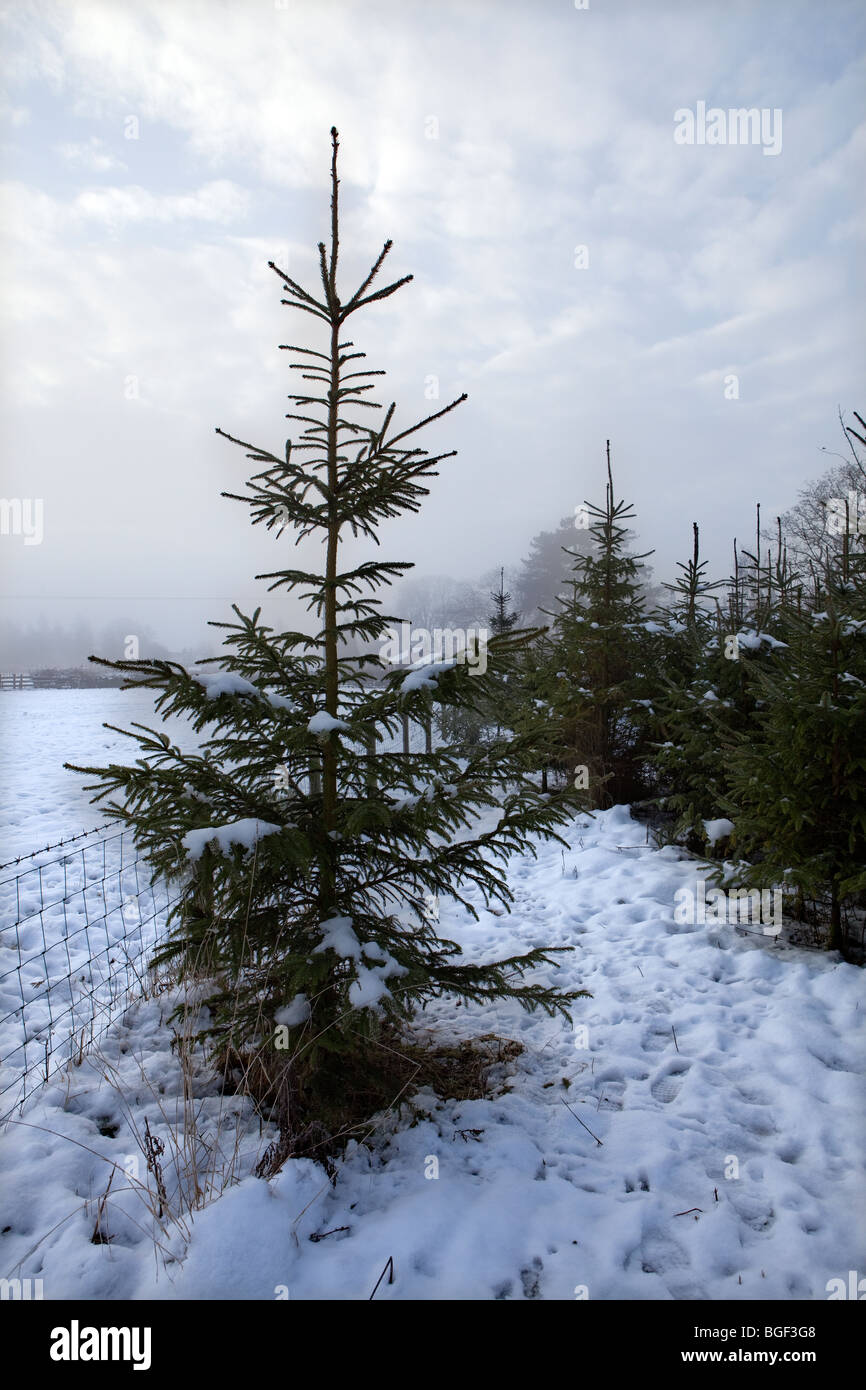 Weak trees hi-res stock photography and images - Alamy
