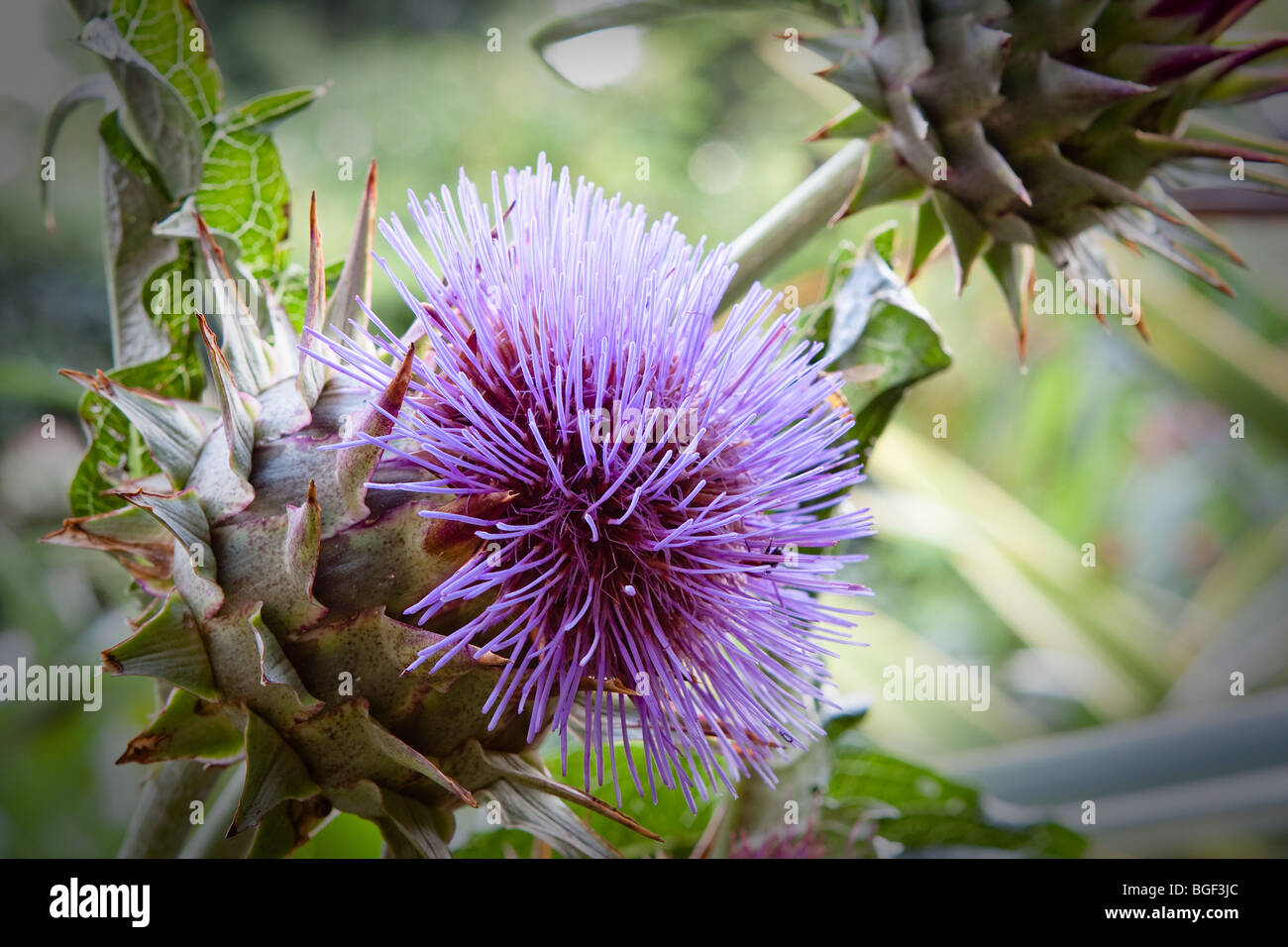 Flowering Cardoon flower head Stock Photo - Alamy