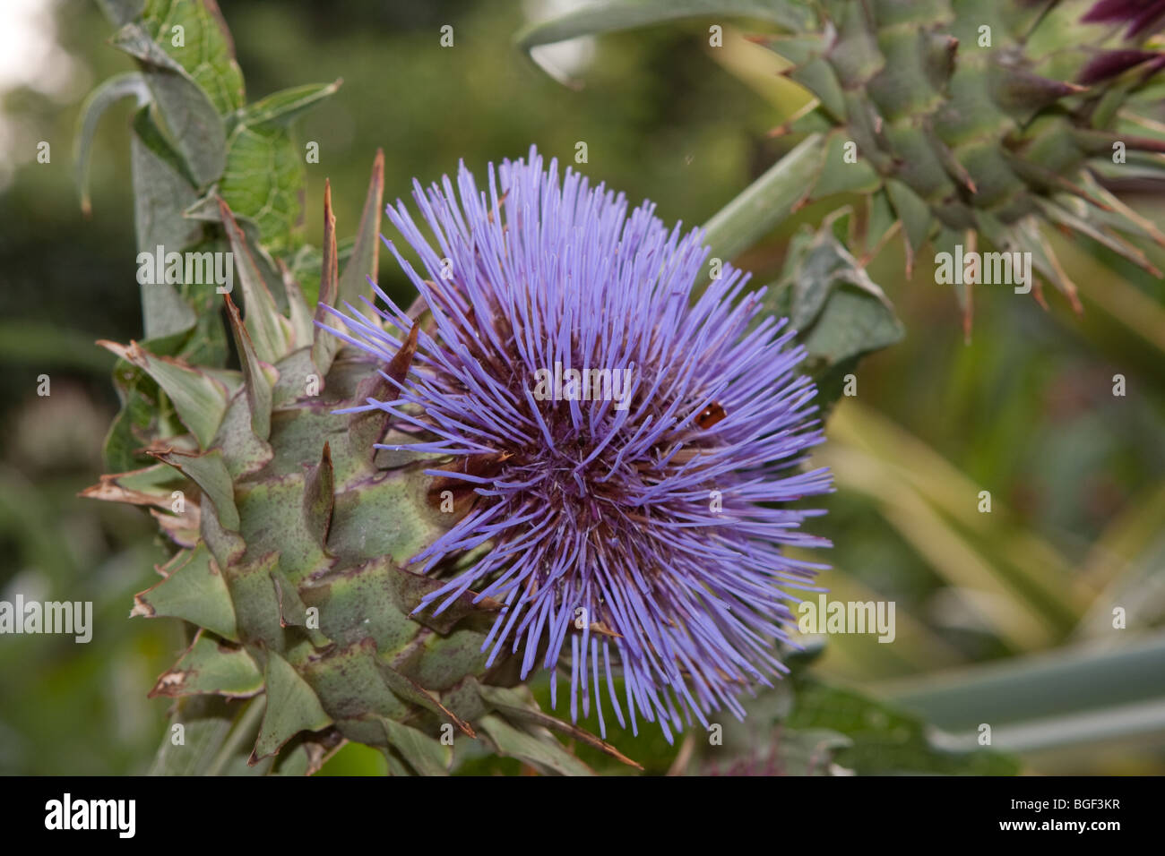 Cardoon flower head Stock Photo - Alamy