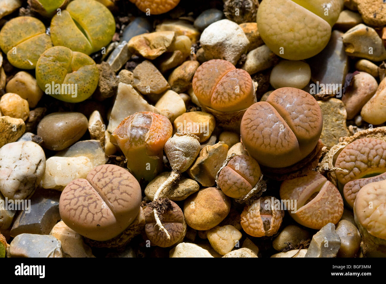 Lithops hi-res stock photography and images - Alamy