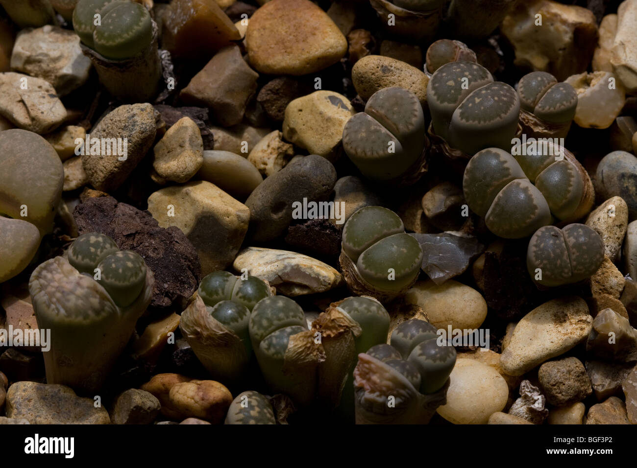 Lithops plants hi-res stock photography and images - Alamy