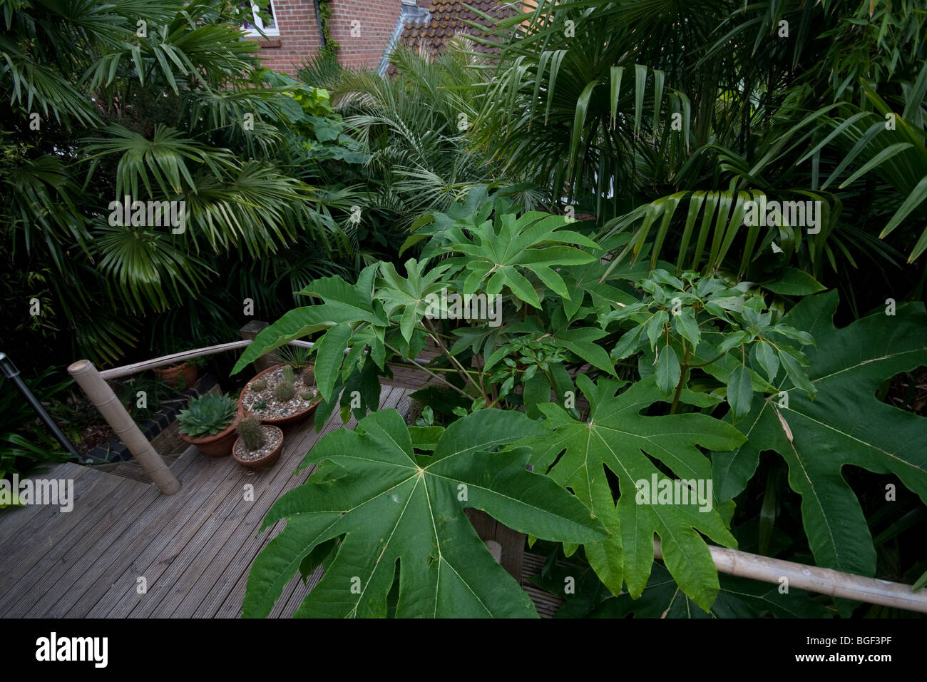 Tetrapanax papyrus rex - Inside The Exotic Garden of Jon Kelf Stock ...