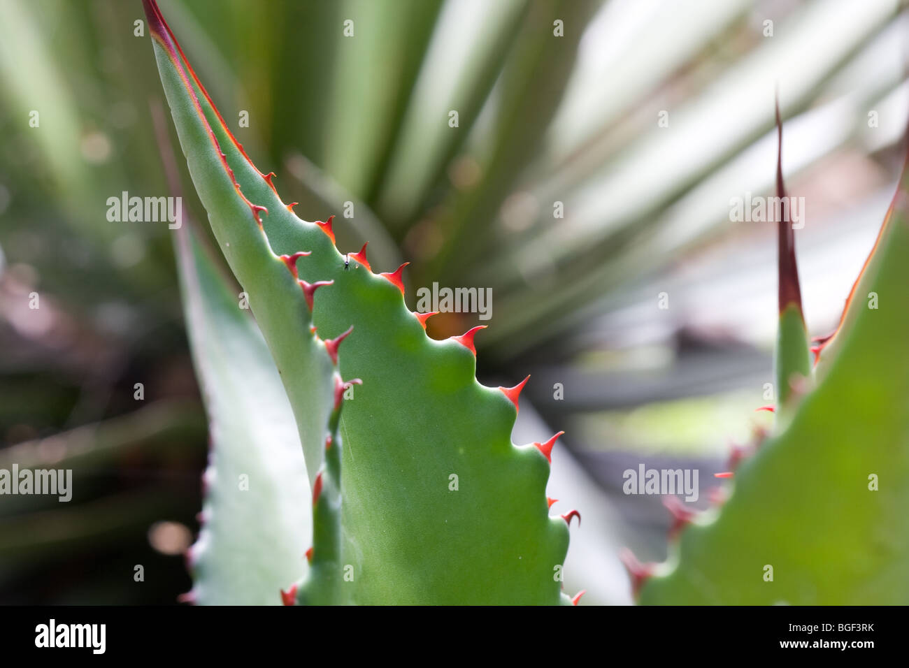 Red tipped Agave Species Stock Photo - Alamy