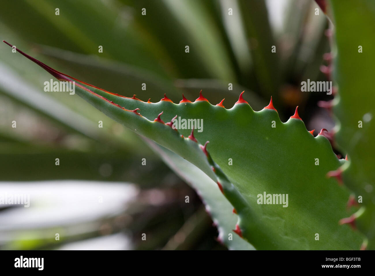 Red tipped Agave Species Stock Photo - Alamy