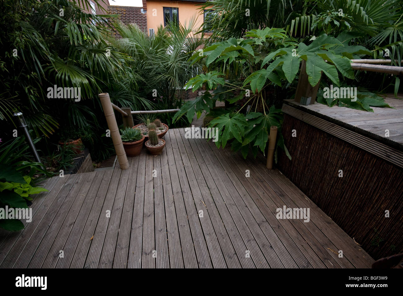 Tetrapanax papyrus rex - Inside The Exotic Garden of Jon Kelf Stock ...