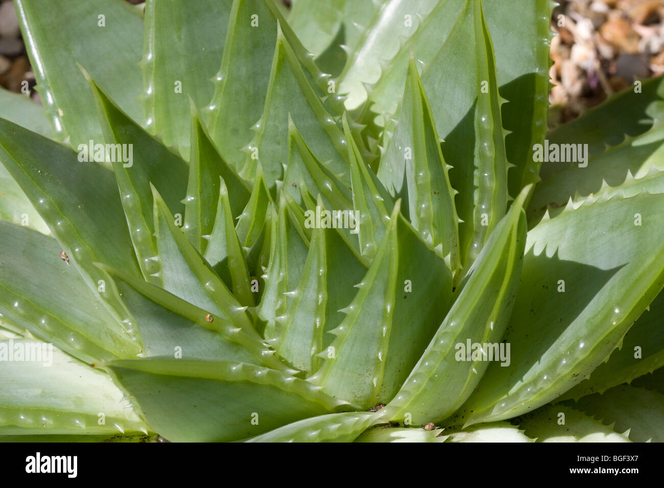 Aloe polyphylla Fibonacci pattern Stock Photo - Alamy