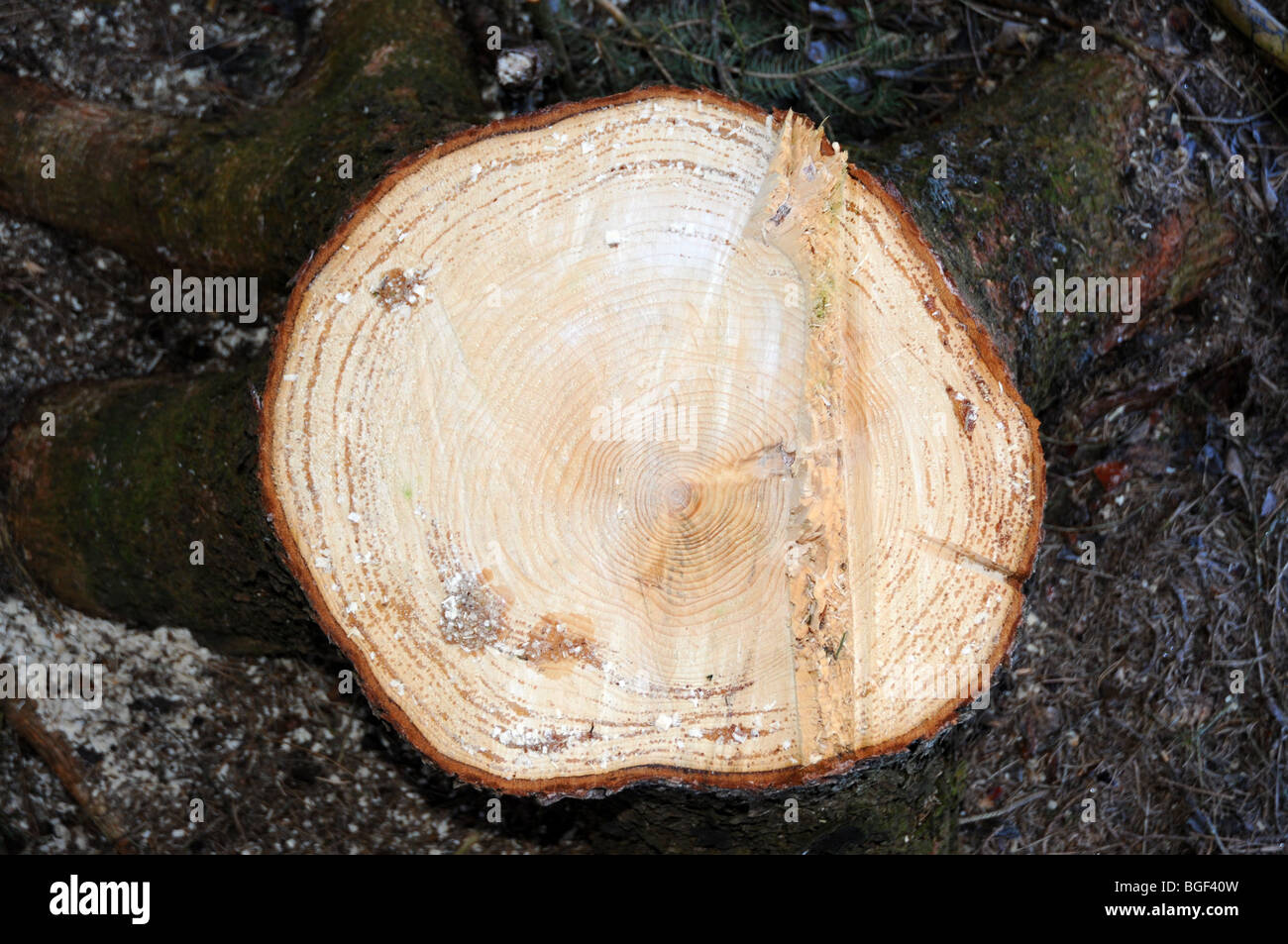 The stump of a pine tree, freshly cut for firewood in Norway Stock ...
