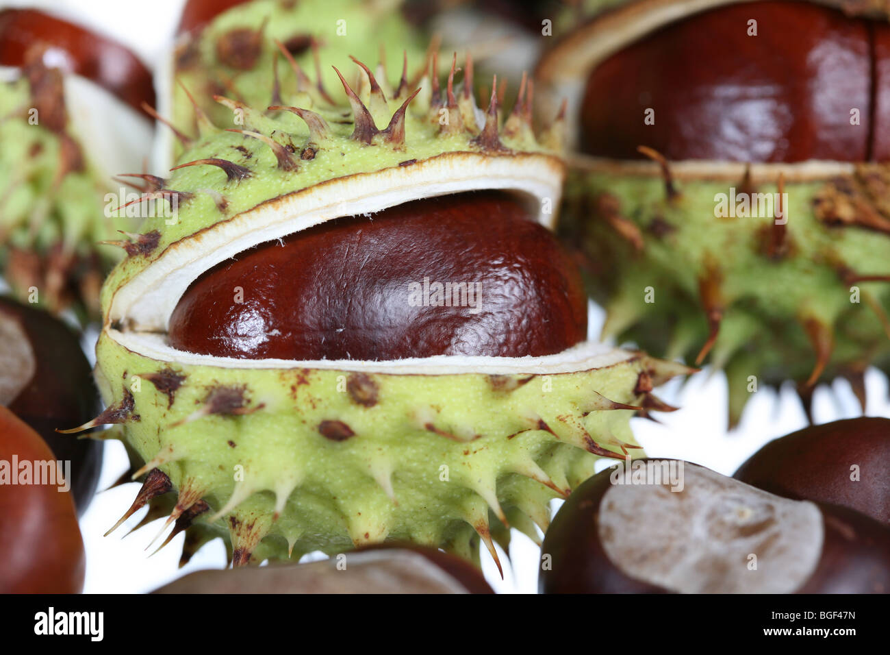 Chestnut in open shell Cut Out Stock Images & Pictures - Alamy