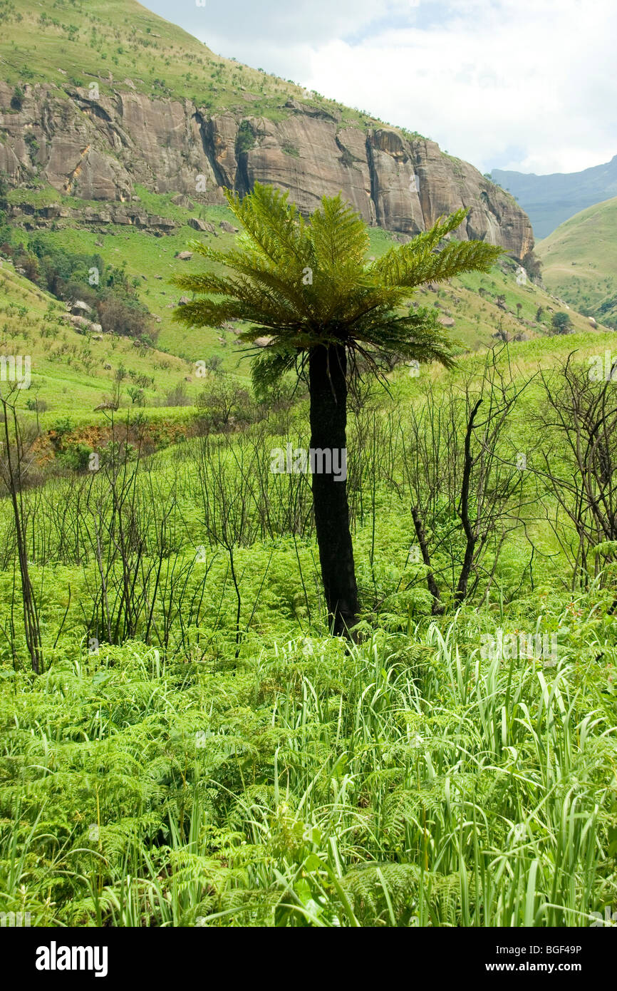 Tree furn in the Drakensberg Mountains Stock Photo - Alamy
