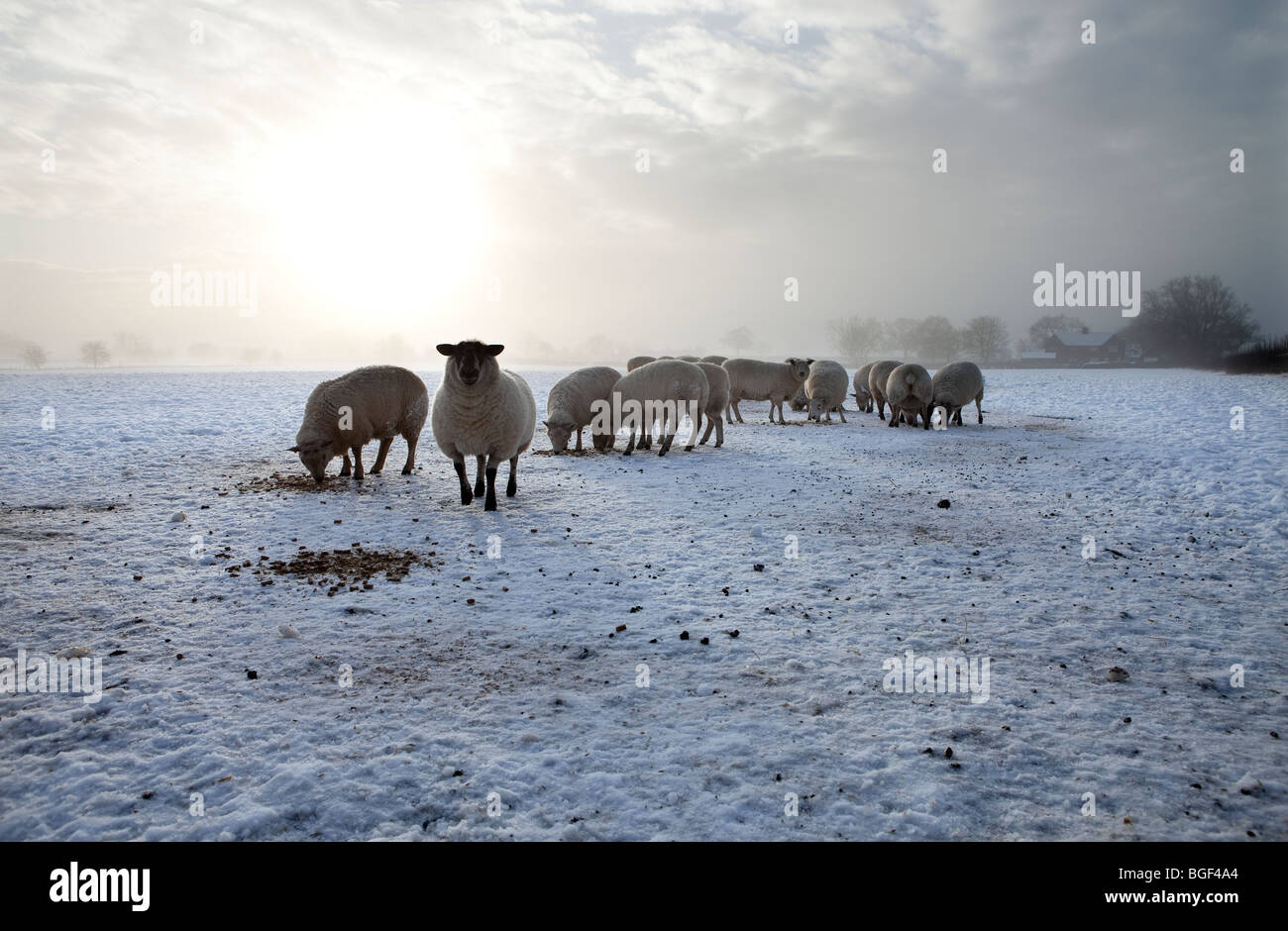 Sheep in winter field hi-res stock photography and images - Alamy
