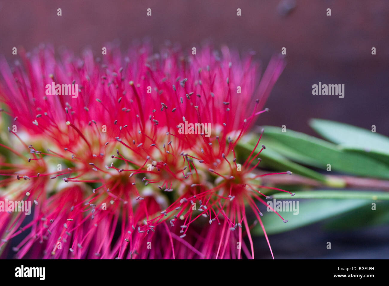 Callistemon pink hi-res stock photography and images - Alamy