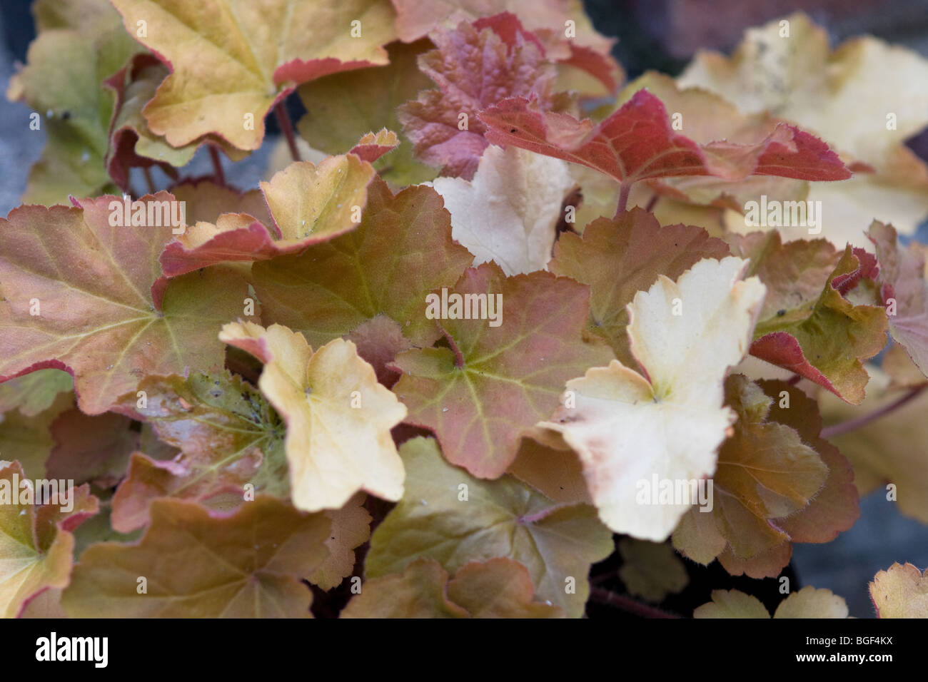 Heuchera caramel hi-res stock photography and images - Alamy