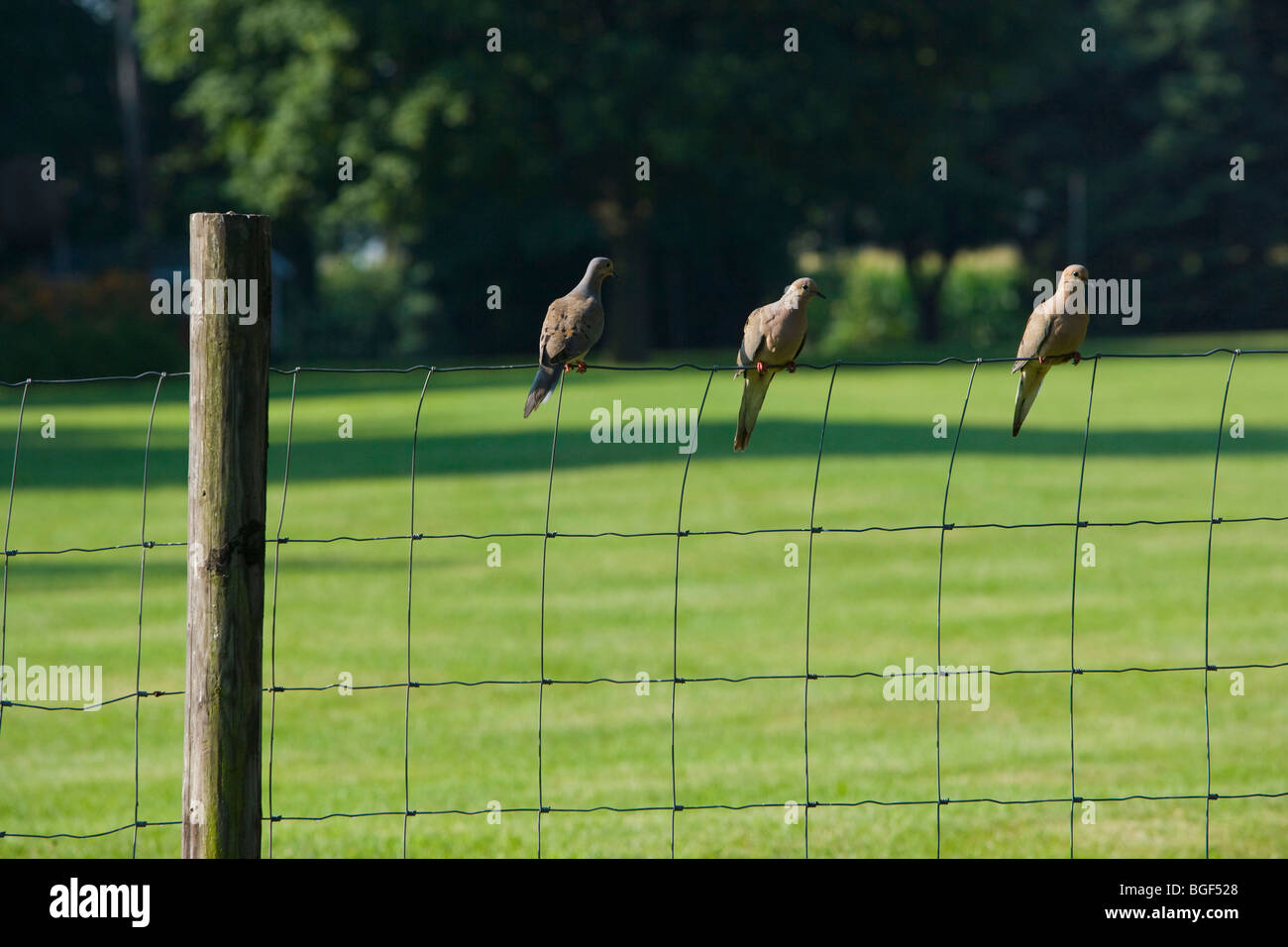 Illinois farm animals hi-res stock photography and images - Alamy