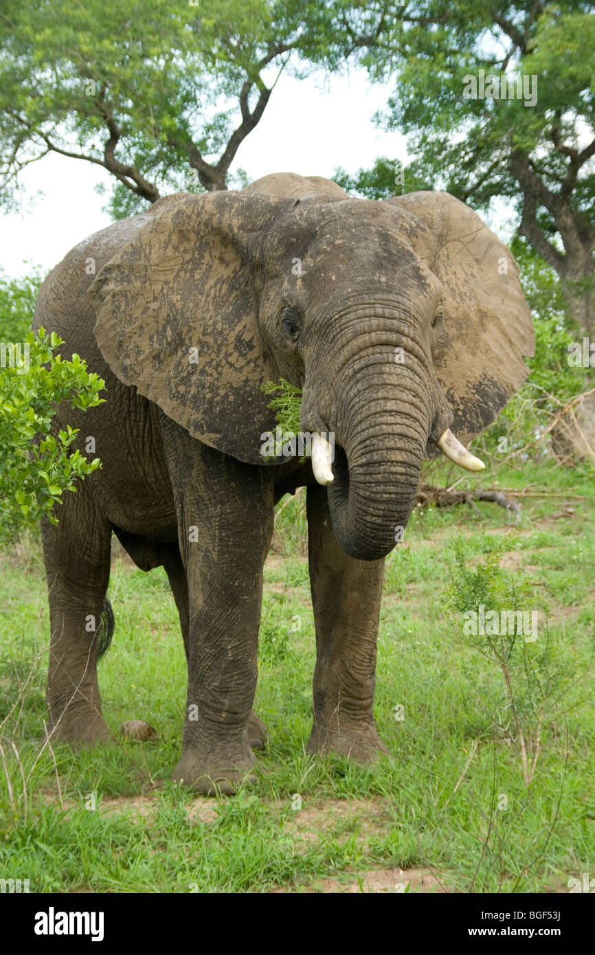 The charge of the elephant hi-res stock photography and images - Alamy