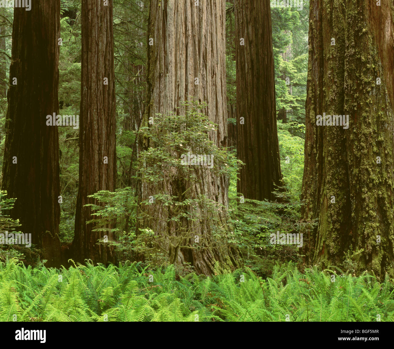 CALIFORNIA - Redwood grove along the Simpson-Reed Trail in Jedediah ...