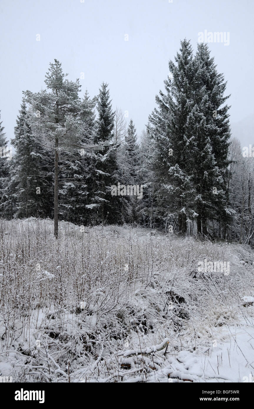 Snow covered spruce and pine trees in Norway Stock Photo - Alamy