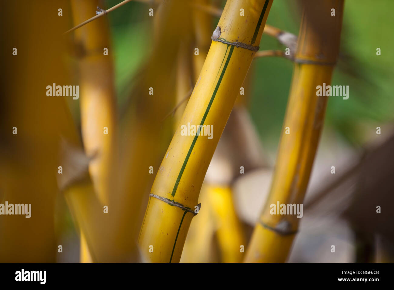 Bamboo bambusa vulgaris hi-res stock photography and images - Alamy