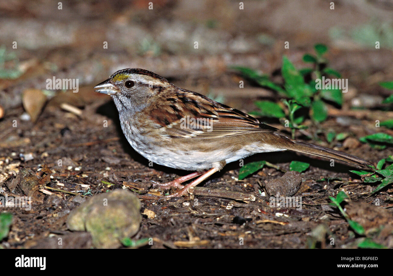 White and tan bird hi-res stock photography and images - Alamy