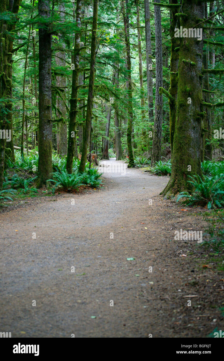 Trail to Marymere Falls, rain forest, on the Olympic Peninsula, Olympic ...