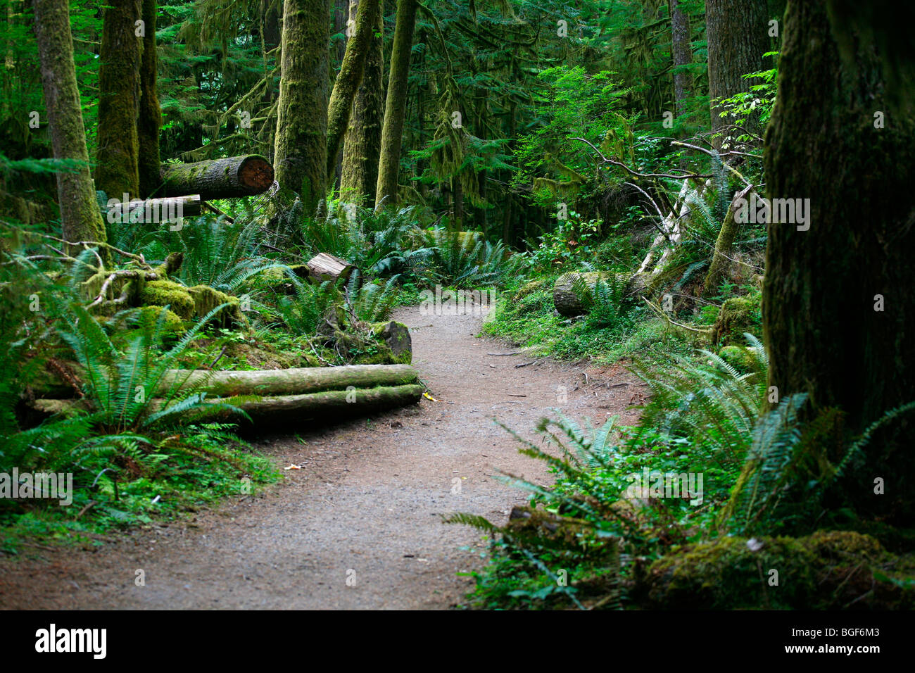 Trail to Marymere Falls, rain forest, on the Olympic Peninsula, Olympic ...