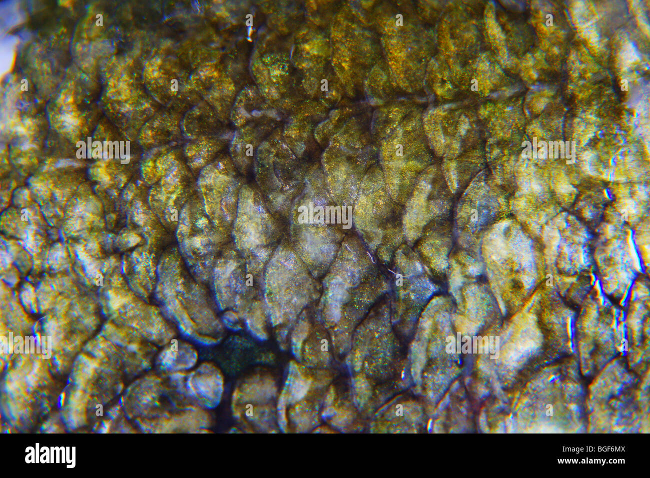 close large mouth bass showing details of mouth open scales eyes Stock ...