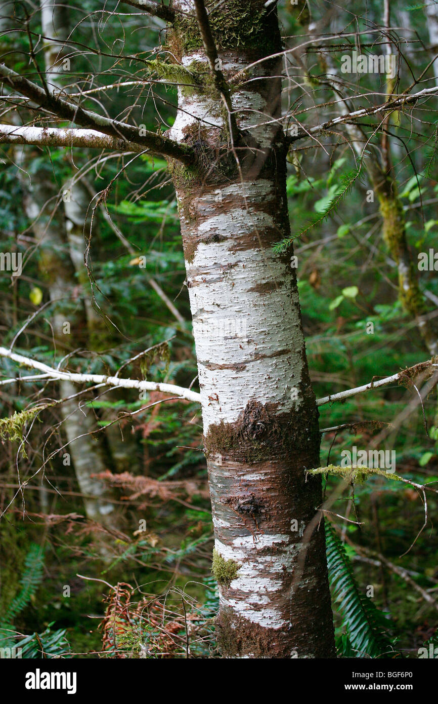 Tree Bark Rain Forest High Resolution Stock Photography and Images - Alamy