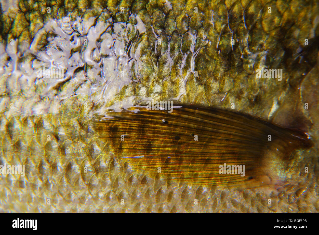 close large mouth bass showing details of mouth open scales eyes Stock ...