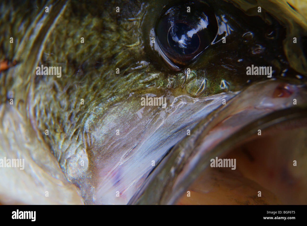 close large mouth bass showing details of mouth open scales eyes Stock ...