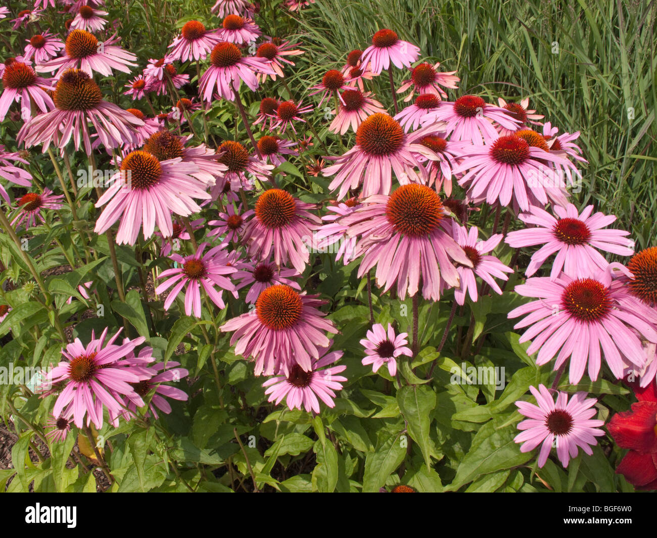 Cone flower blooms in hi-res stock photography and images - Alamy
